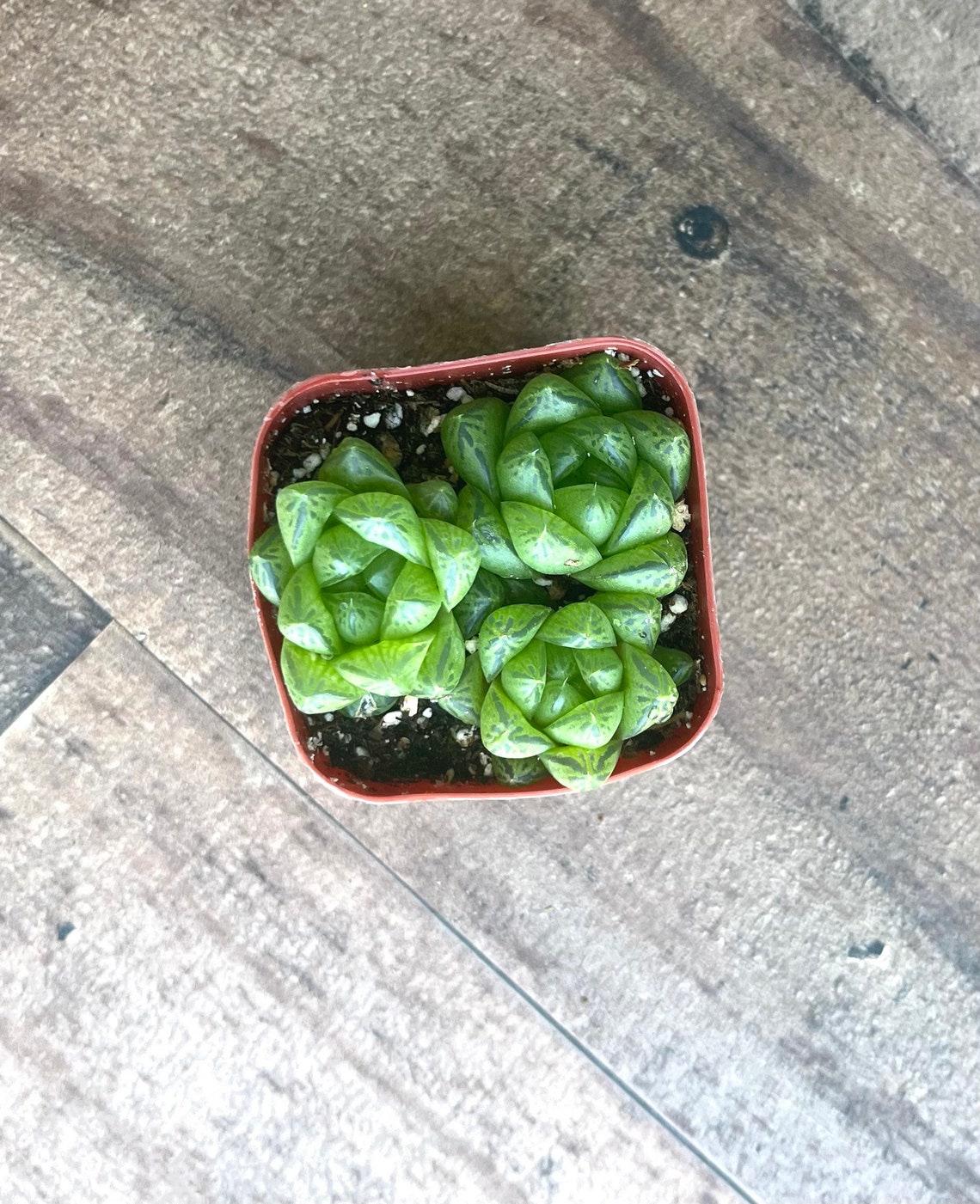Alien Egg Succulent Haworthia Cooperi 2 Potted Succulents - Etsy