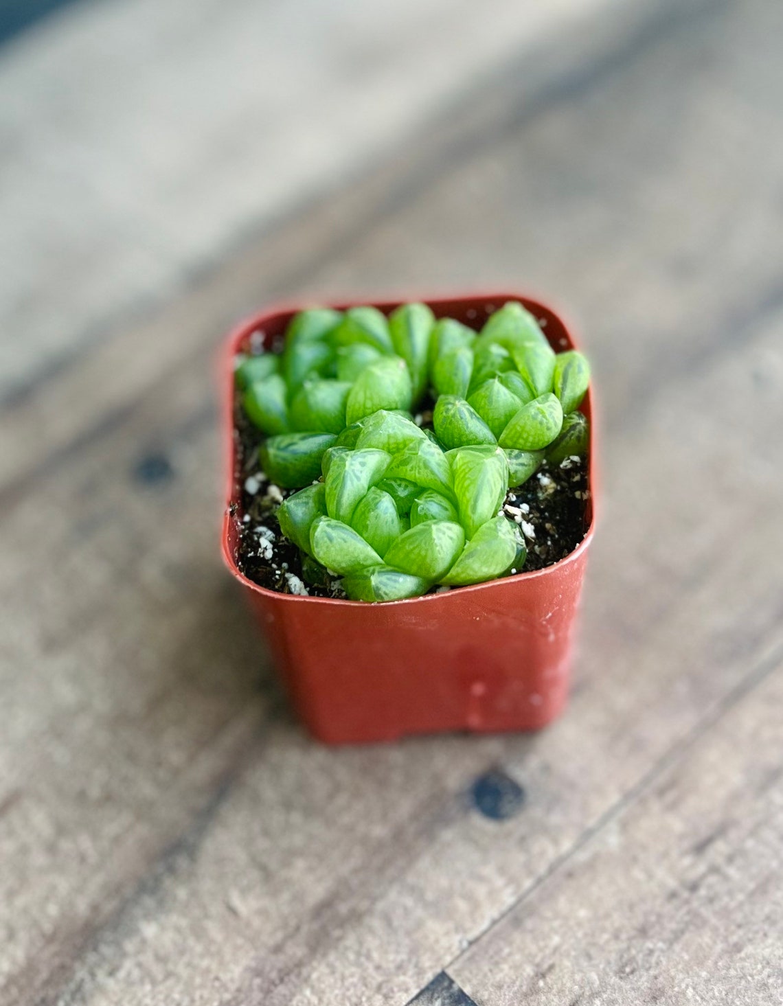 Alien Egg Succulent Haworthia Cooperi 2 Potted Succulents - Etsy