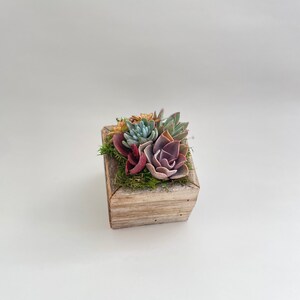 Sugar Cubes - Live Mini Succulent Garden Arrangements in Reclaimed Wood ...