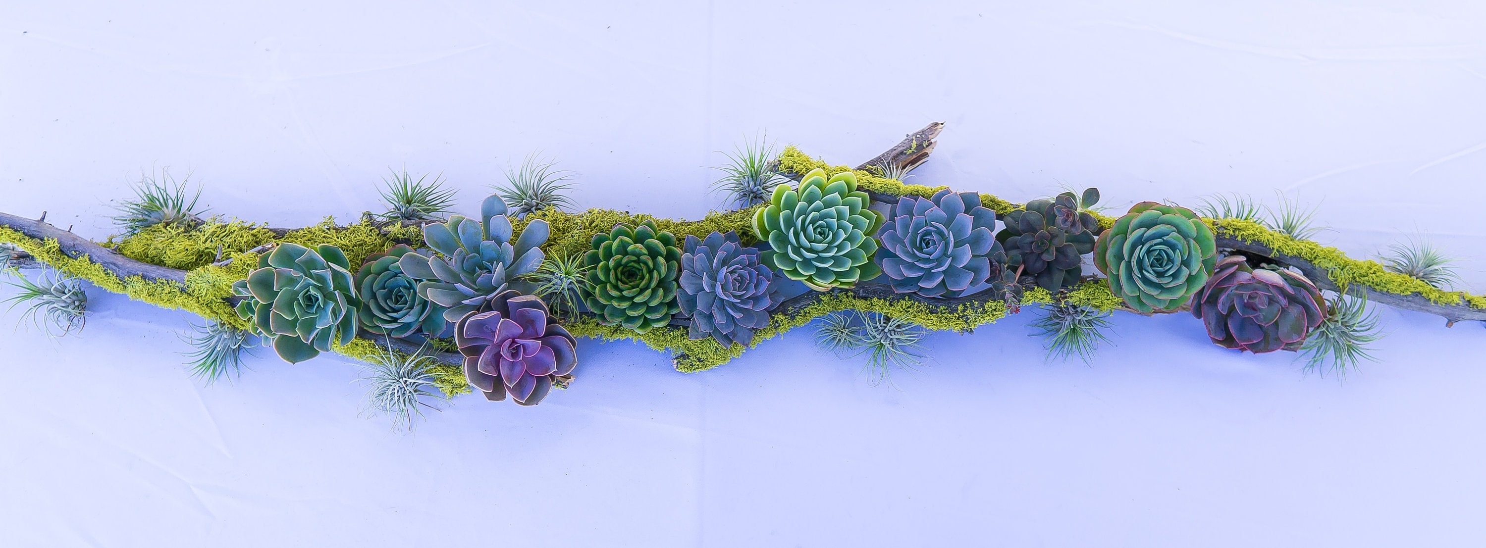 Enchanted Forest Succulent Tablescape - Etsy