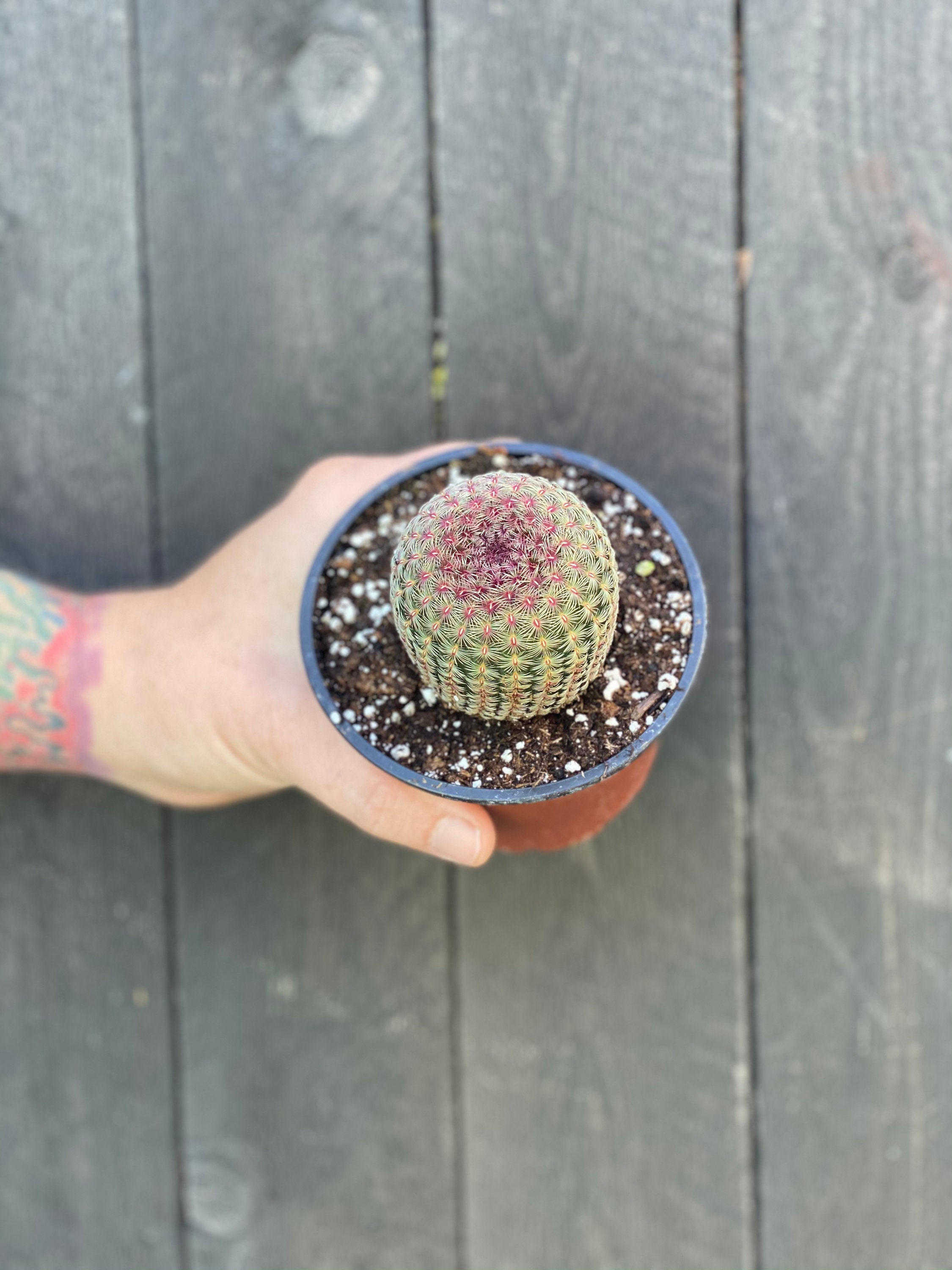 Rainbow Hedgehog Cactus Rare Cactus | Etsy