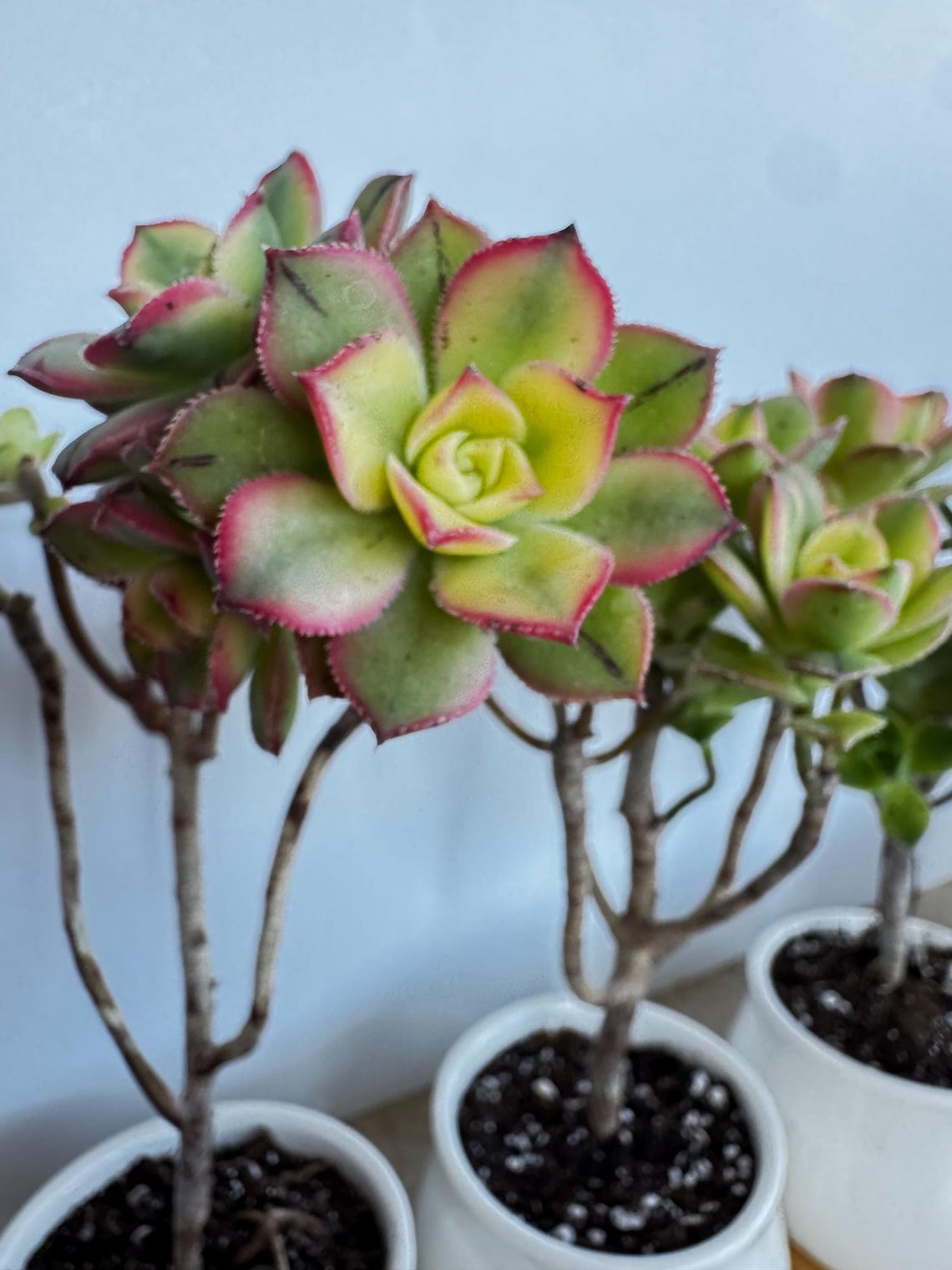 Kiwi Aeonium Succulent Bonsai - Etsy