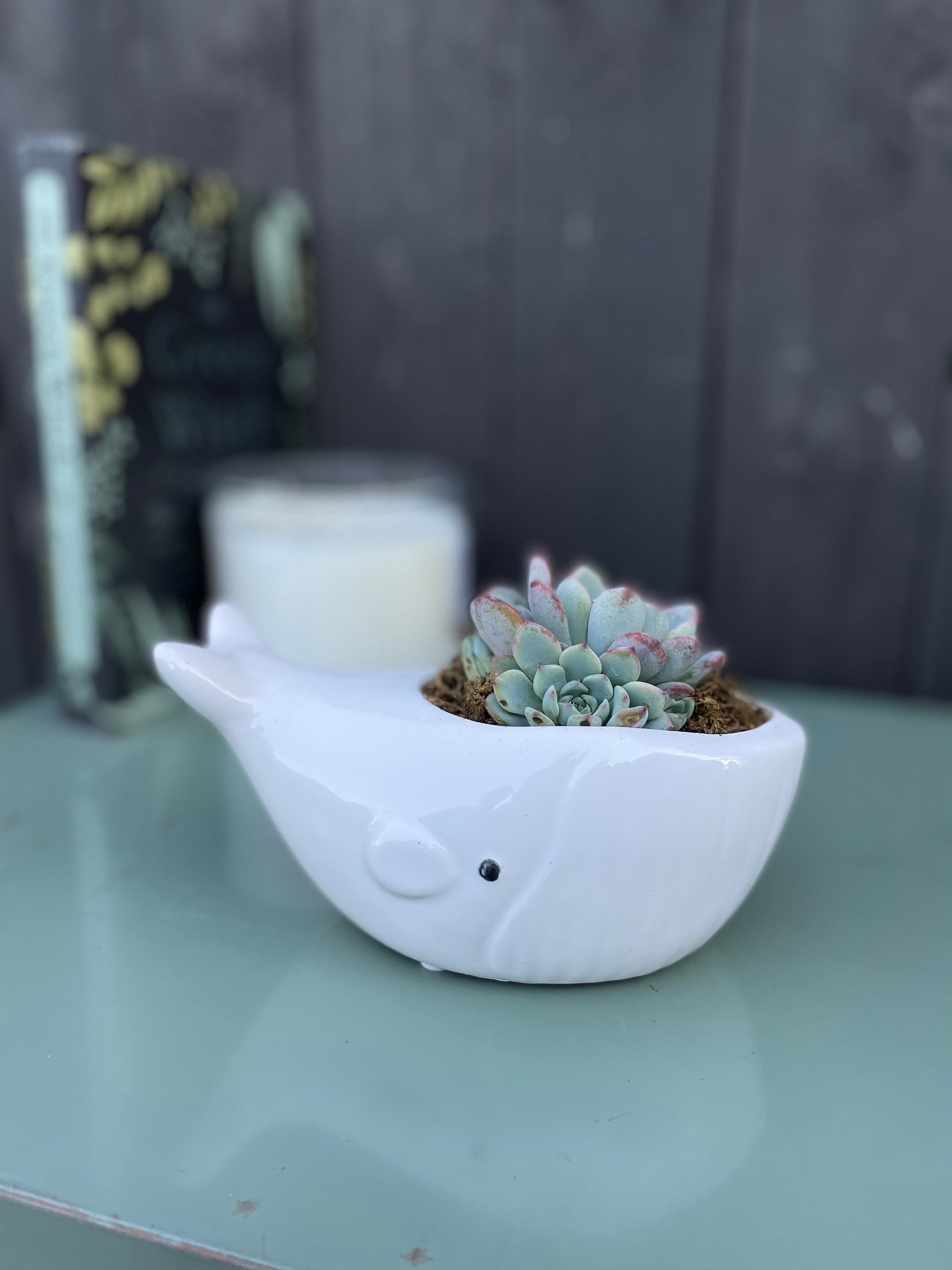 Deep Sea Knobby Planter ~ Indoor Outdoor Succulent Garden ~ Handmade ...