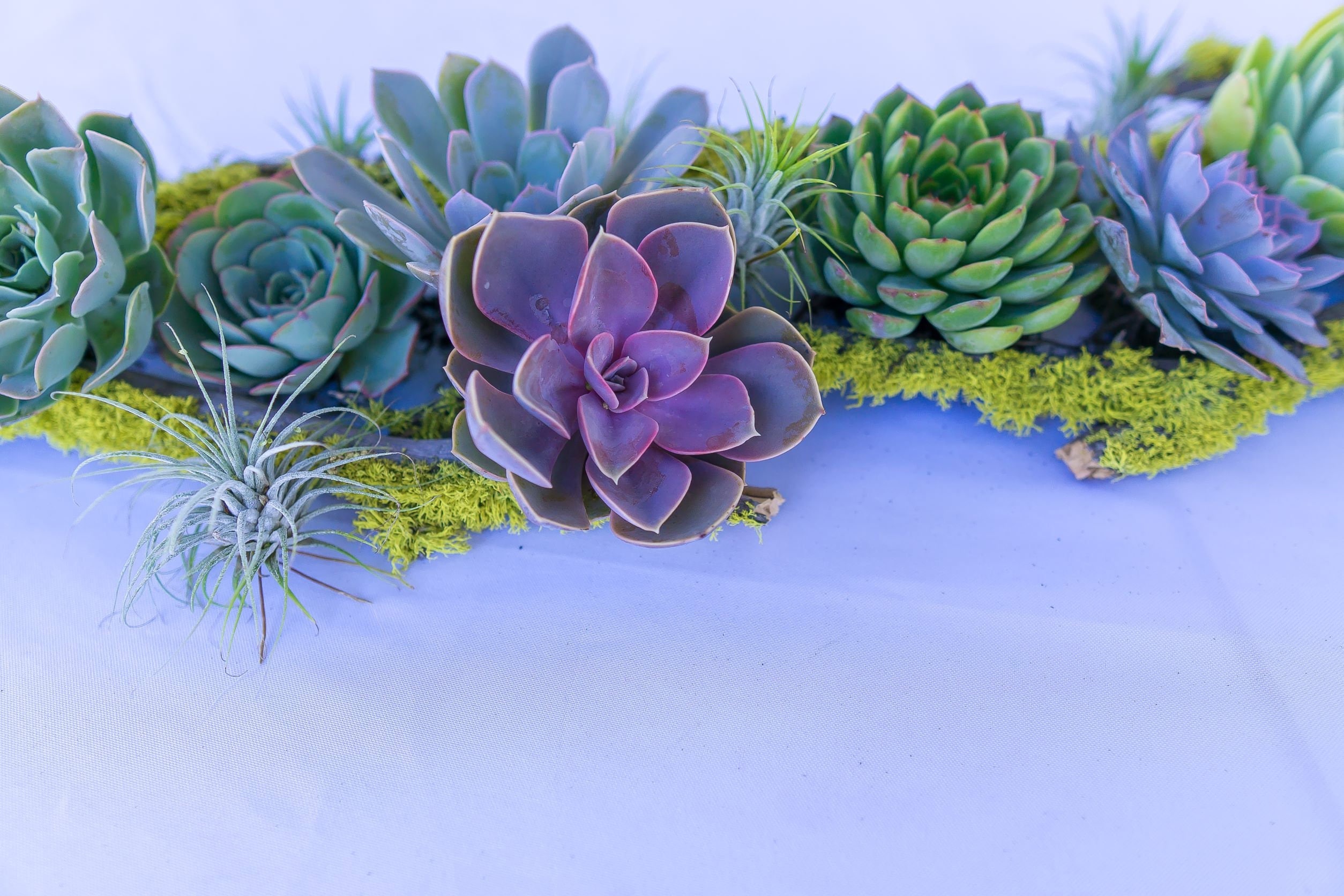 Enchanted Forest Succulent Tablescape - Etsy
