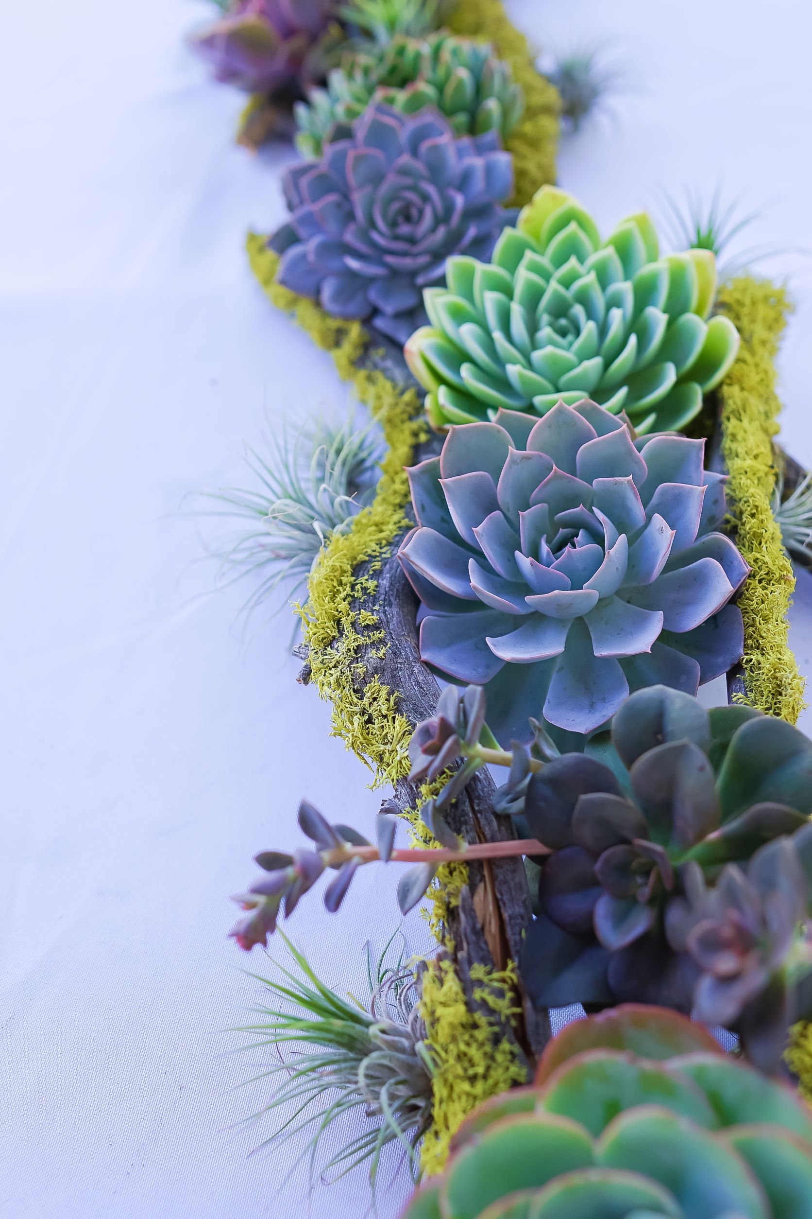 Enchanted Forest Succulent Tablescape - Etsy