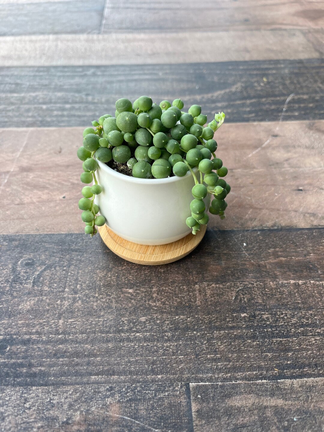 Sweet Pea String of Pearls Potted Live Succulent - Etsy