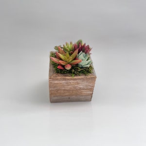 Sugar Cubes - Live Mini Succulent Garden Arrangements in Reclaimed Wood ...