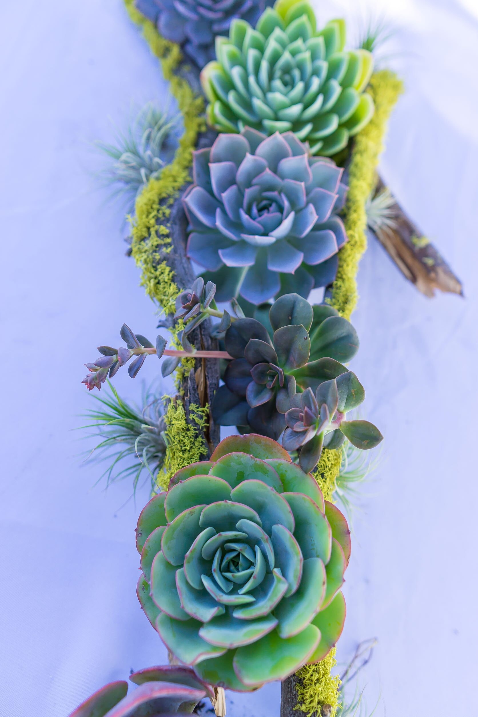 Enchanted Forest Succulent Tablescape - Etsy