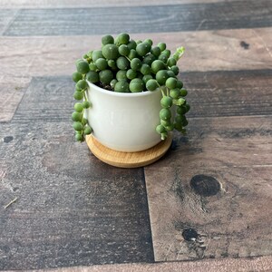 Sweet Pea - String of Pearls Potted Live Succulent - Etsy