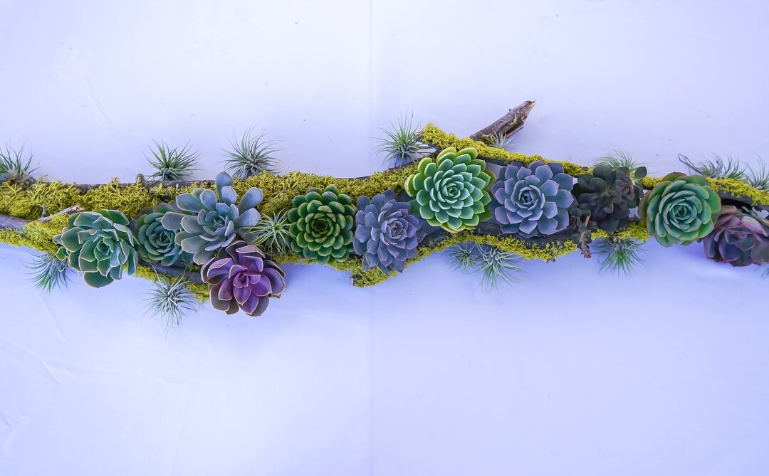 Enchanted Forest Succulent Tablescape - Etsy