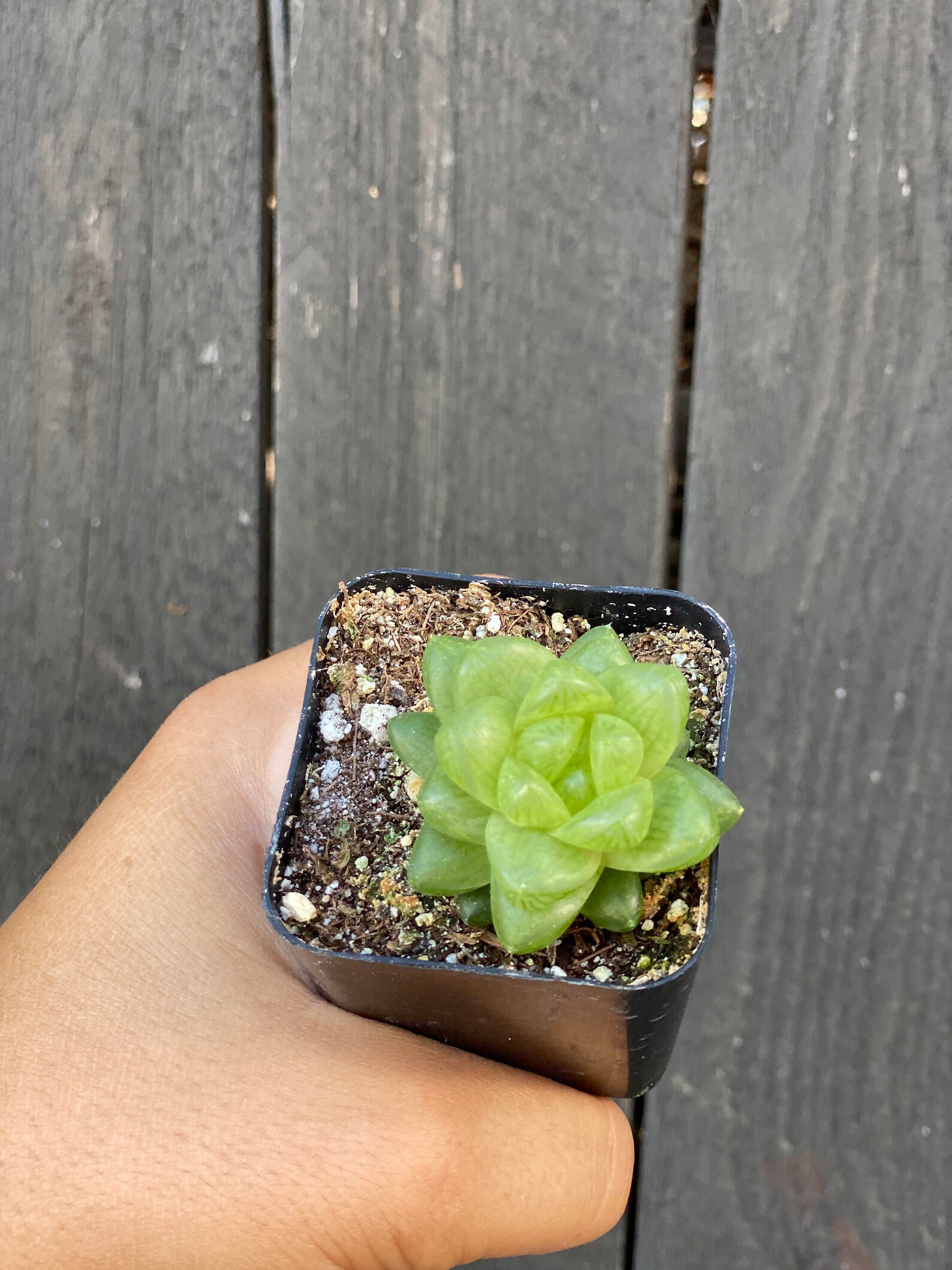 Alien Egg Succulent Haworthia Cooperi 2 Potted Succulent | Etsy