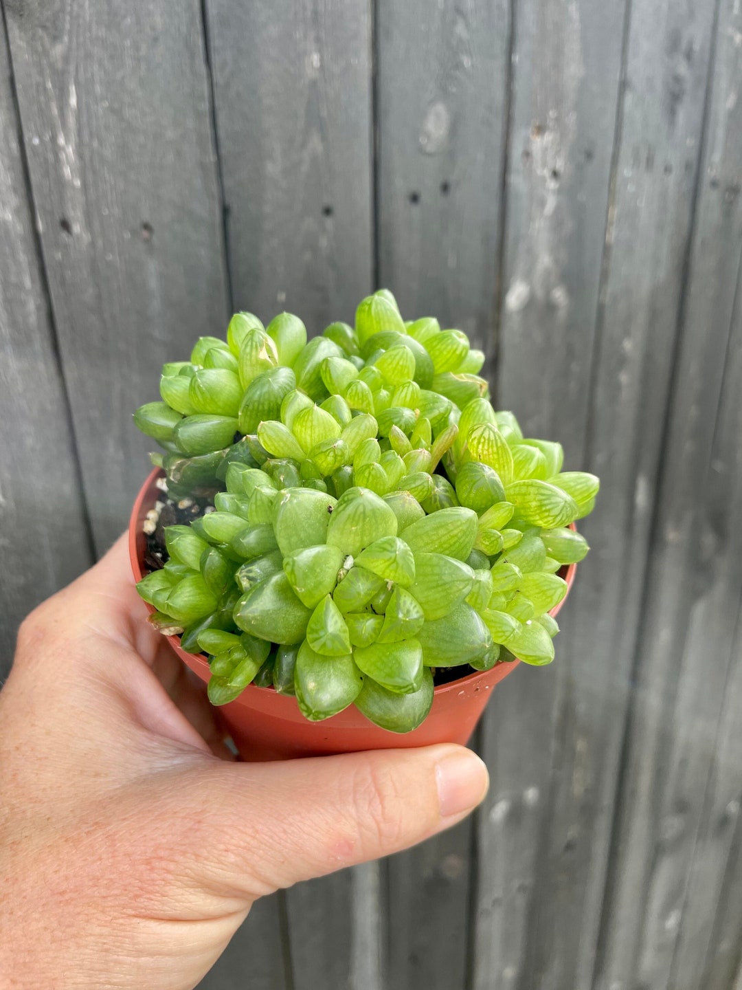 Alien Egg Succulent Haworthia Alien Egg Window Succulent 4 Inch - Etsy