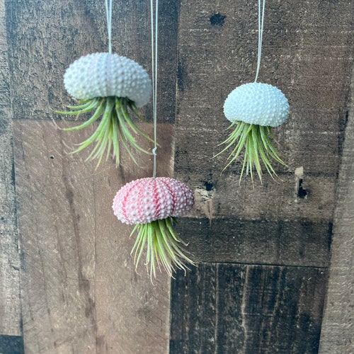 Jellyfish Hanging Airplant Display - Etsy