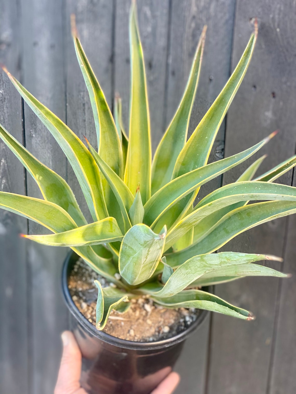 Large Variegated Agave Agave Desmettiana Variegata | Etsy