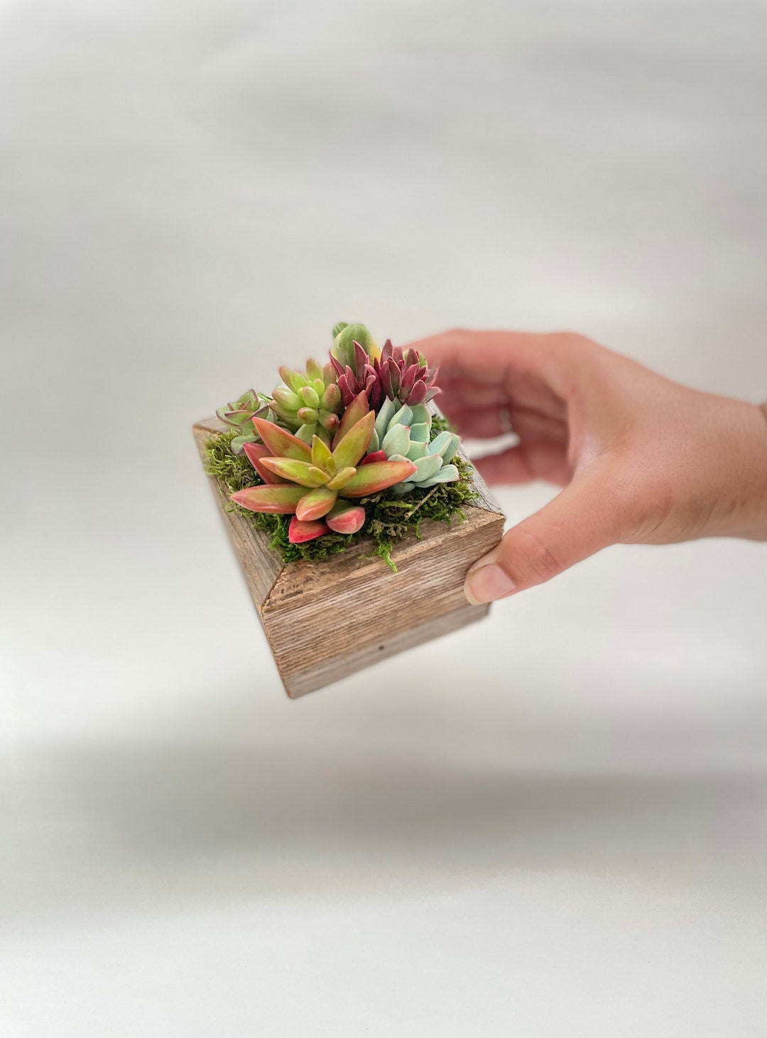 Sugar Cubes - Live Mini Succulent Garden Arrangements in Reclaimed Wood ...
