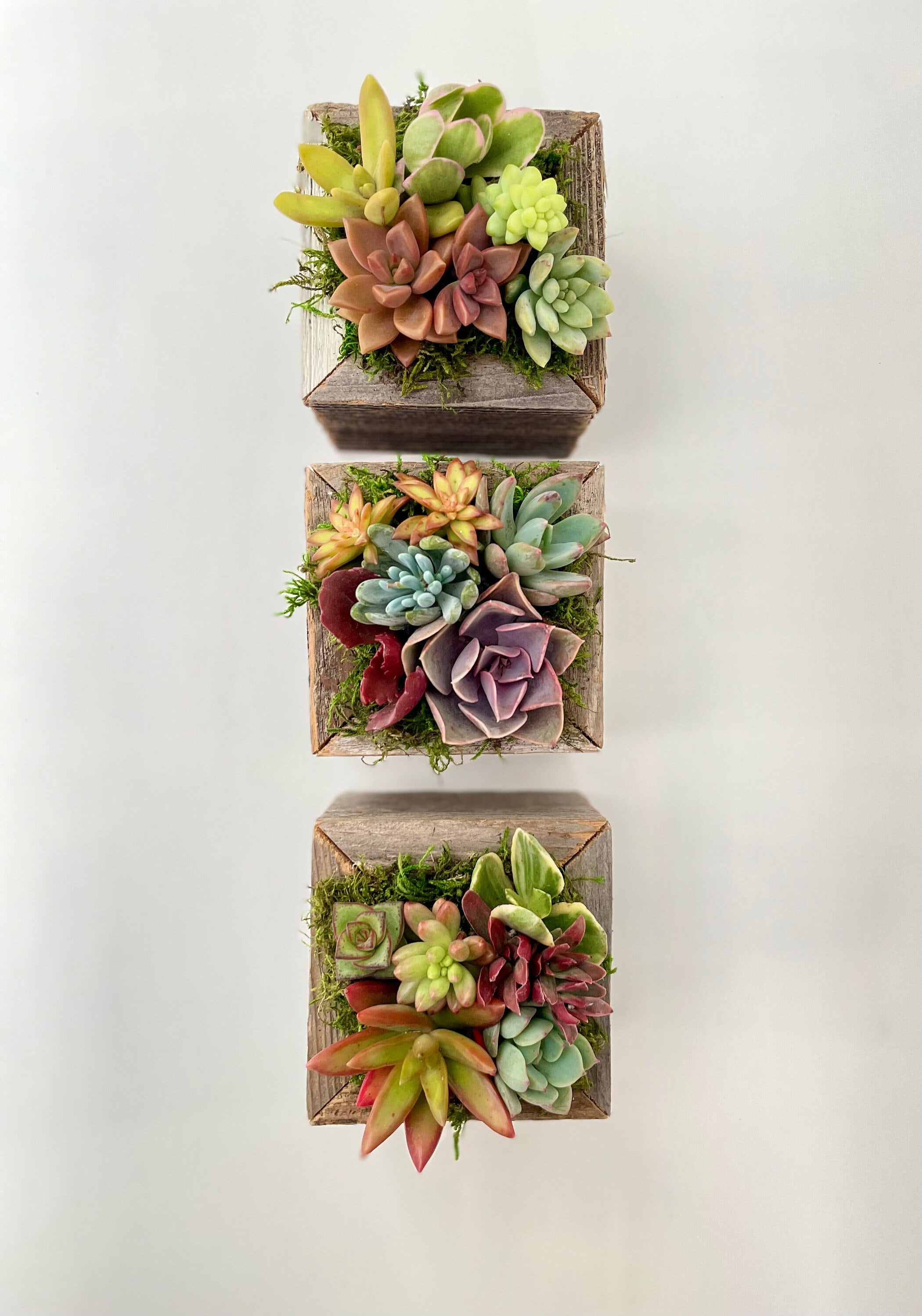 Sugar Cubes - Live Mini Succulent Garden Arrangements in Reclaimed Wood ...