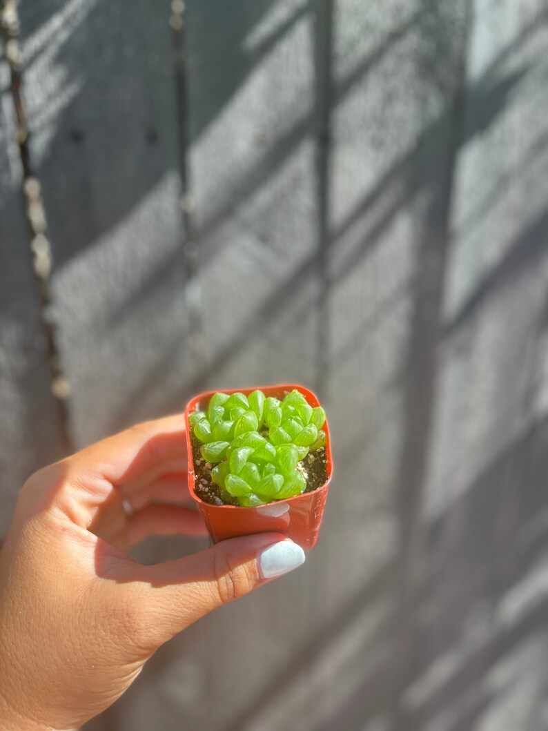 Alien Egg Succulent Haworthia Cooperi 2 Potted Succulents - Etsy