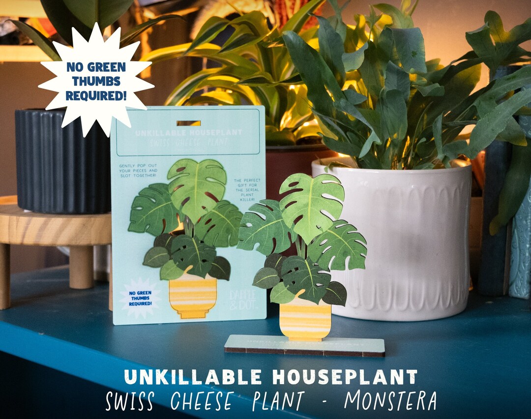 Monstera Deliciosa UNKILLABLE HOUSEPLANT - Swiss Cheese Plant House ...