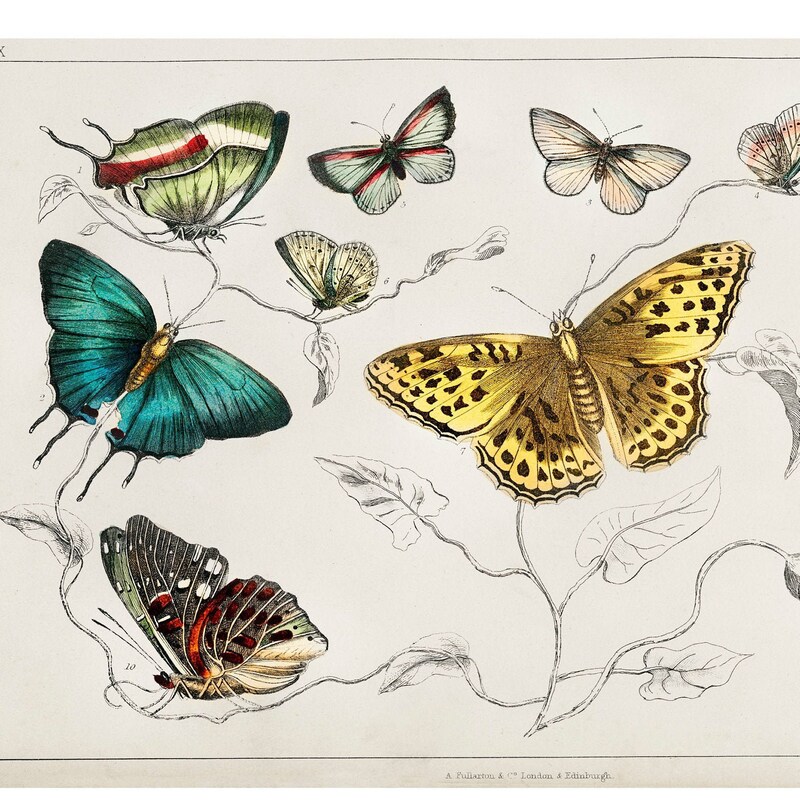 Butterfly Lithograph - Etsy