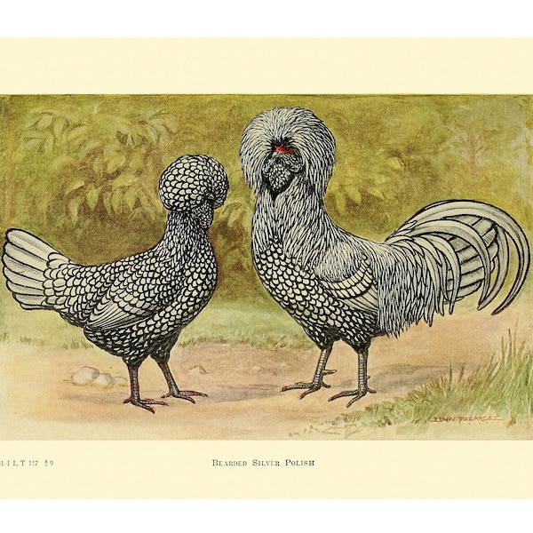 Polish Chicken - Etsy