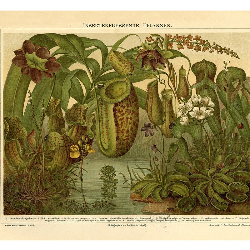 worldvintageprints - Etsy