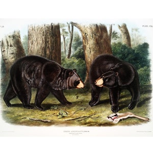 American Black Bear - Antique Lithograph - Giclee Print - Framed ...