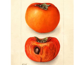 Persimmon Prints - Etsy