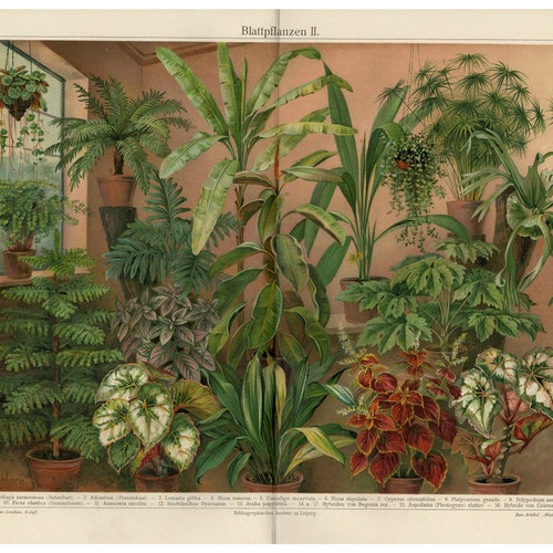 Insect Eating Plant Fine Art Print Antique Lithograph - Etsy