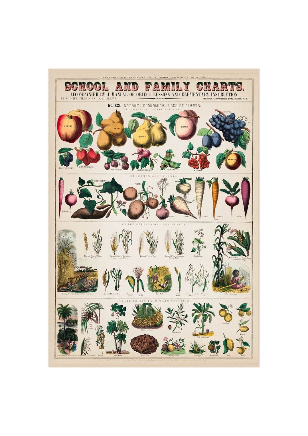 Botanical Forms of Fruits, Vegetables, Grains Vintage Giclee Print ...