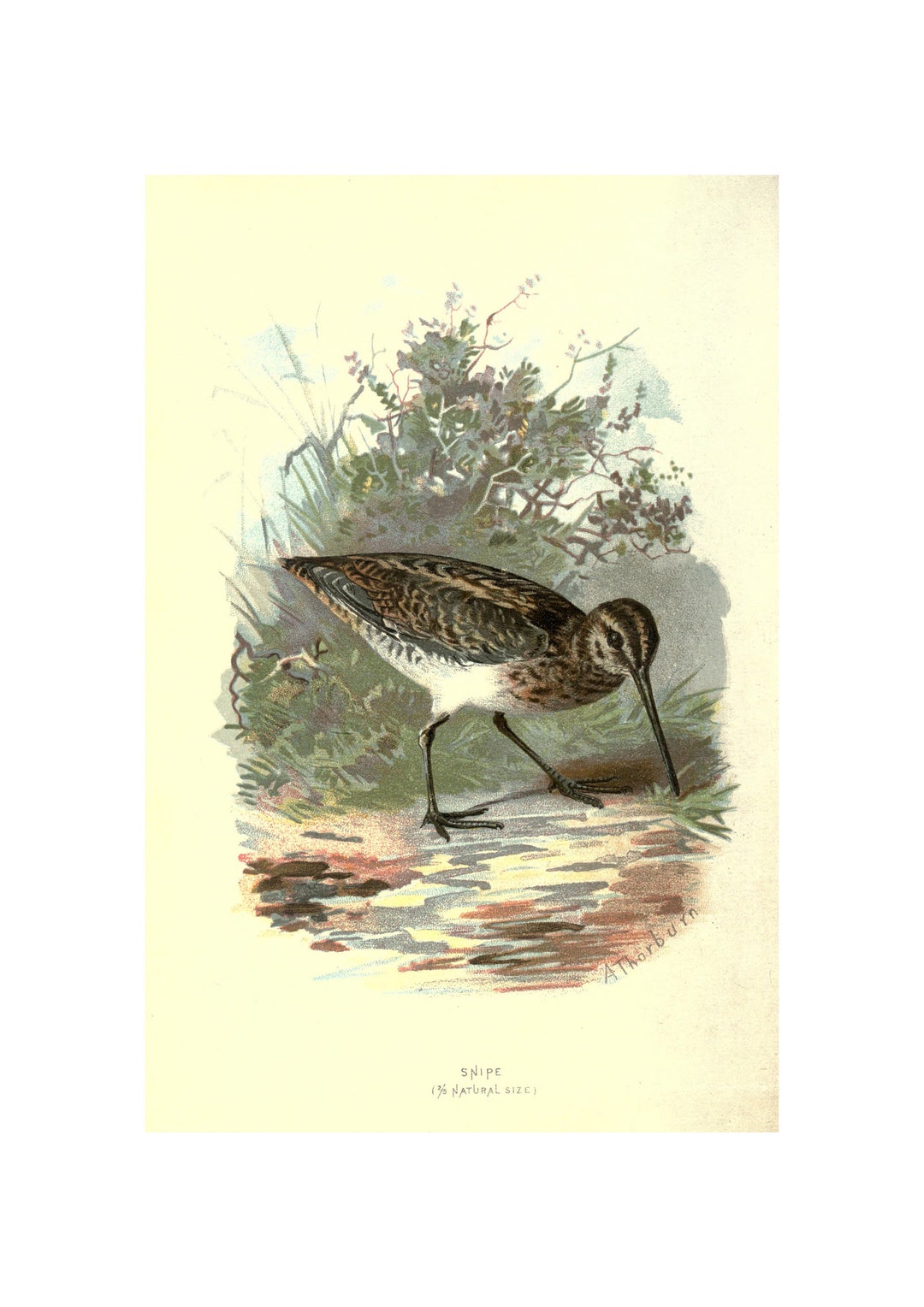 Snipe - Antique Lithograph - Giclee Print - Framed/unframed - Etsy