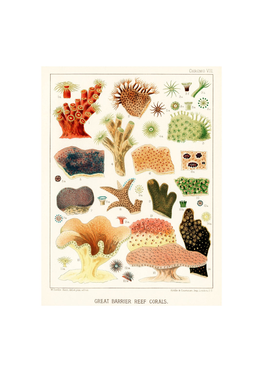 GREAT BARRIER REEF Corals - Vintage Lithography From 1893 - A4/A3/A2 ...