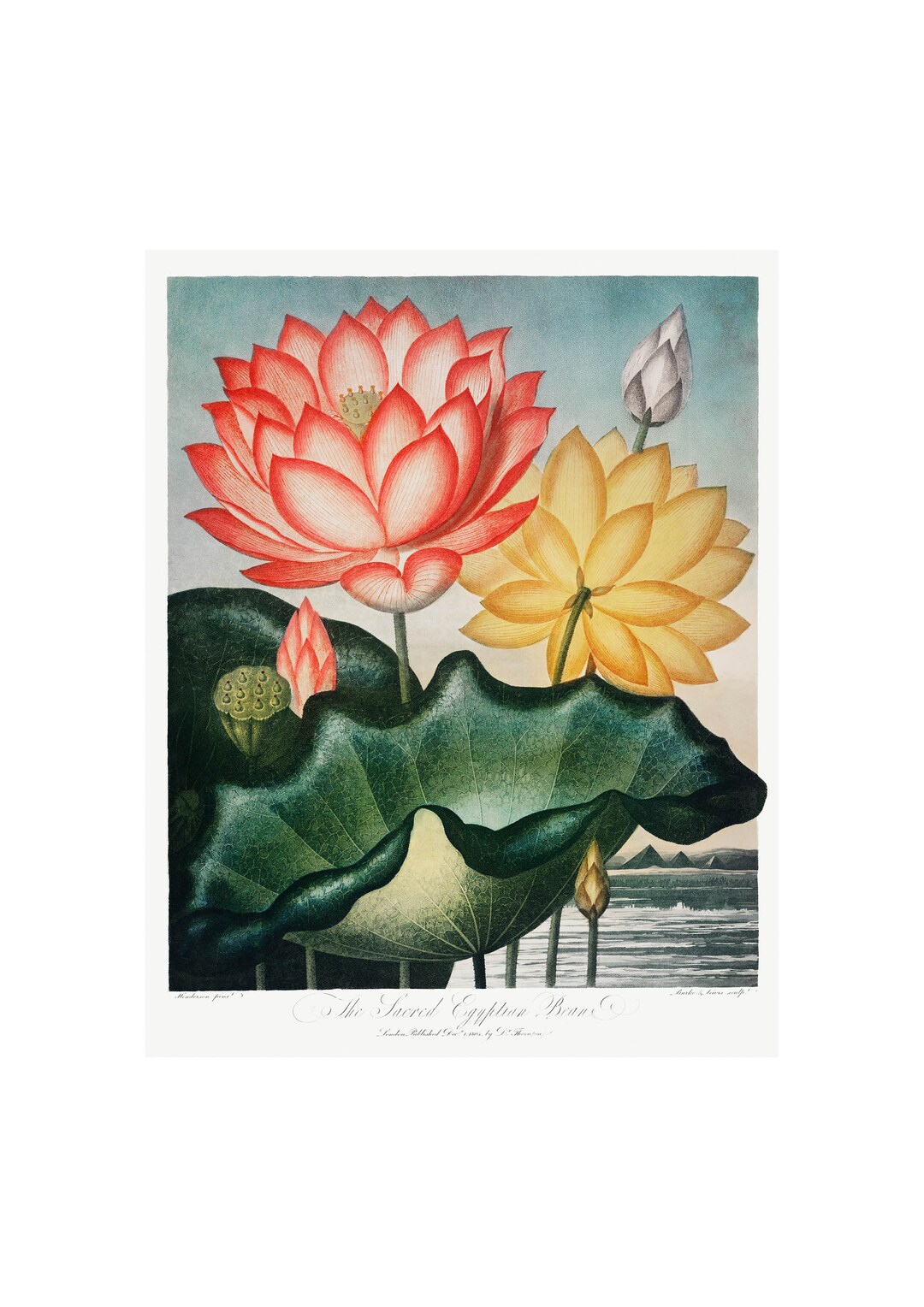 SACRED EGYPTIAN BEAN - Antique Lithograph by Robert Thornton (1807 ...