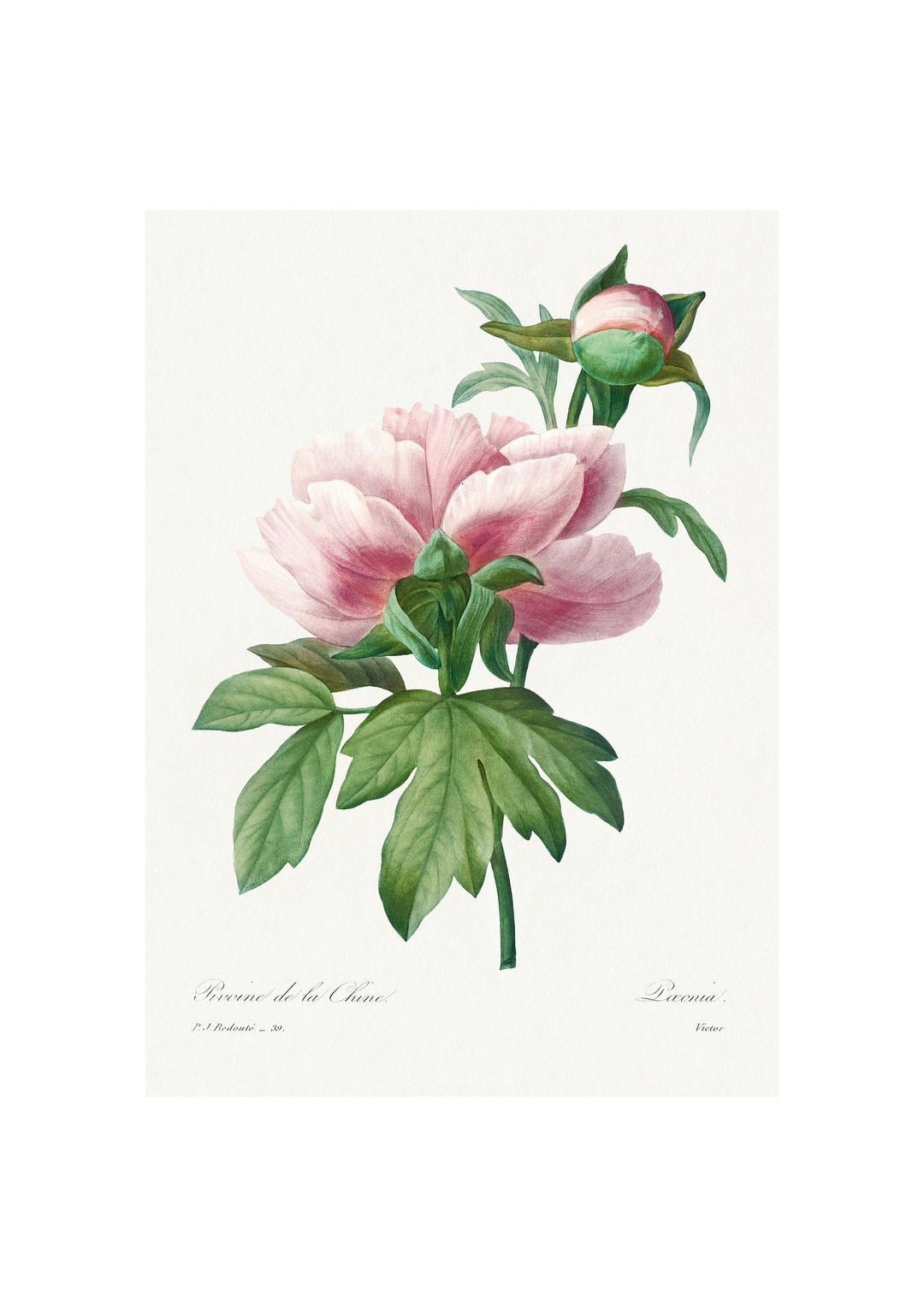 Garden Pink Peony Fine Art Print - Vintage Lithograph From 1833 ...