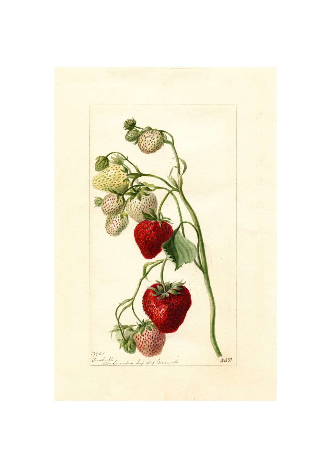 STRAWBERRY Antique Lithograph Giclee Print Framed/unframed - Etsy Singapore