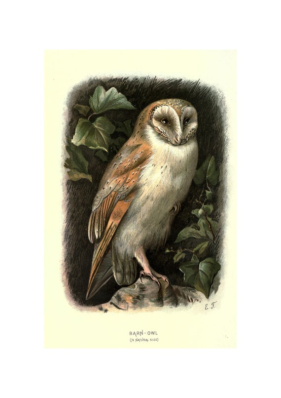 BARN OWL Antique Lithograph Giclee Print Framed/Unframed | Etsy