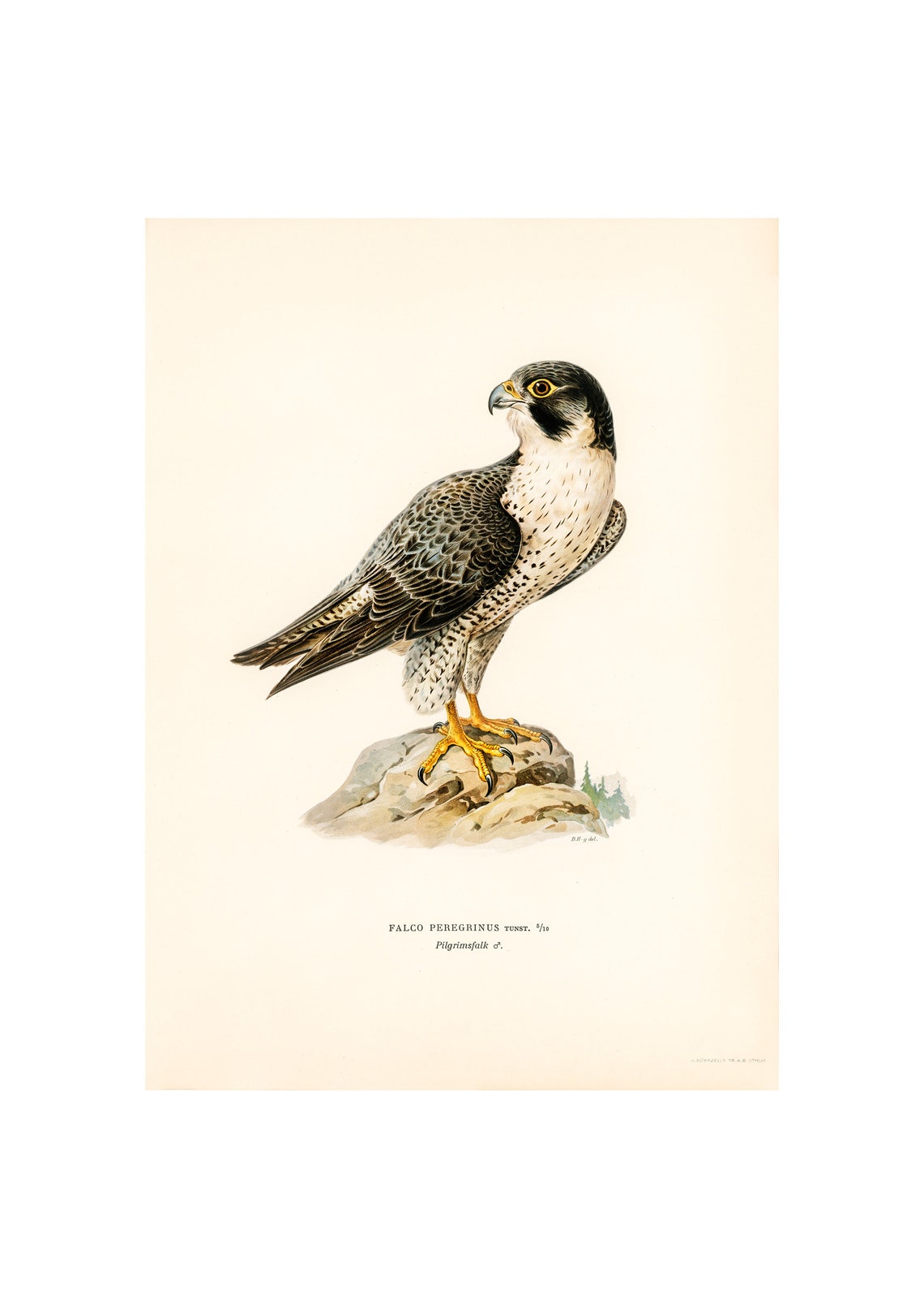 Peregrine Falcon Fine Art Print - Antique Lithograph From 1927 - A3/A4 ...
