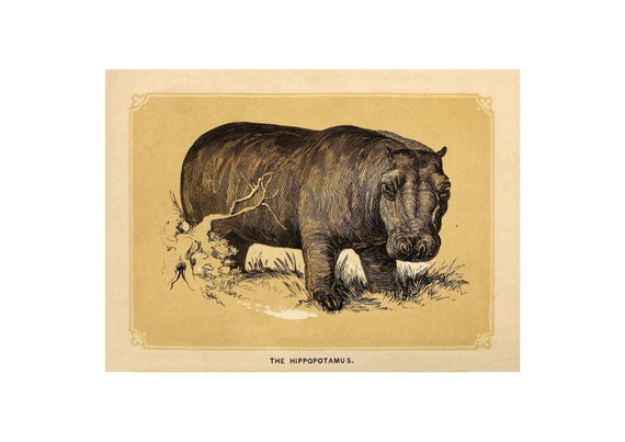 HIPPOPOTAMUS VINTAGE PRINT A4/A3 Framed/Unframed | Etsy