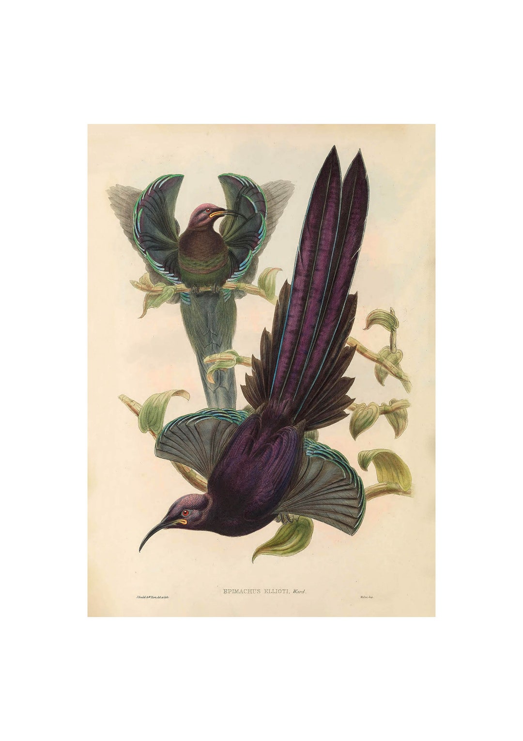 ELLIOT'S BIRD of PARADISE - Antique Lithograph - Giclee Print - Framed ...