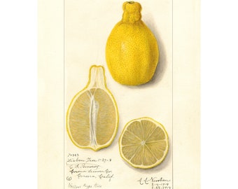 1887 Antique Colossal FLOWERS and FRUITS Print,l Vintage Color ...