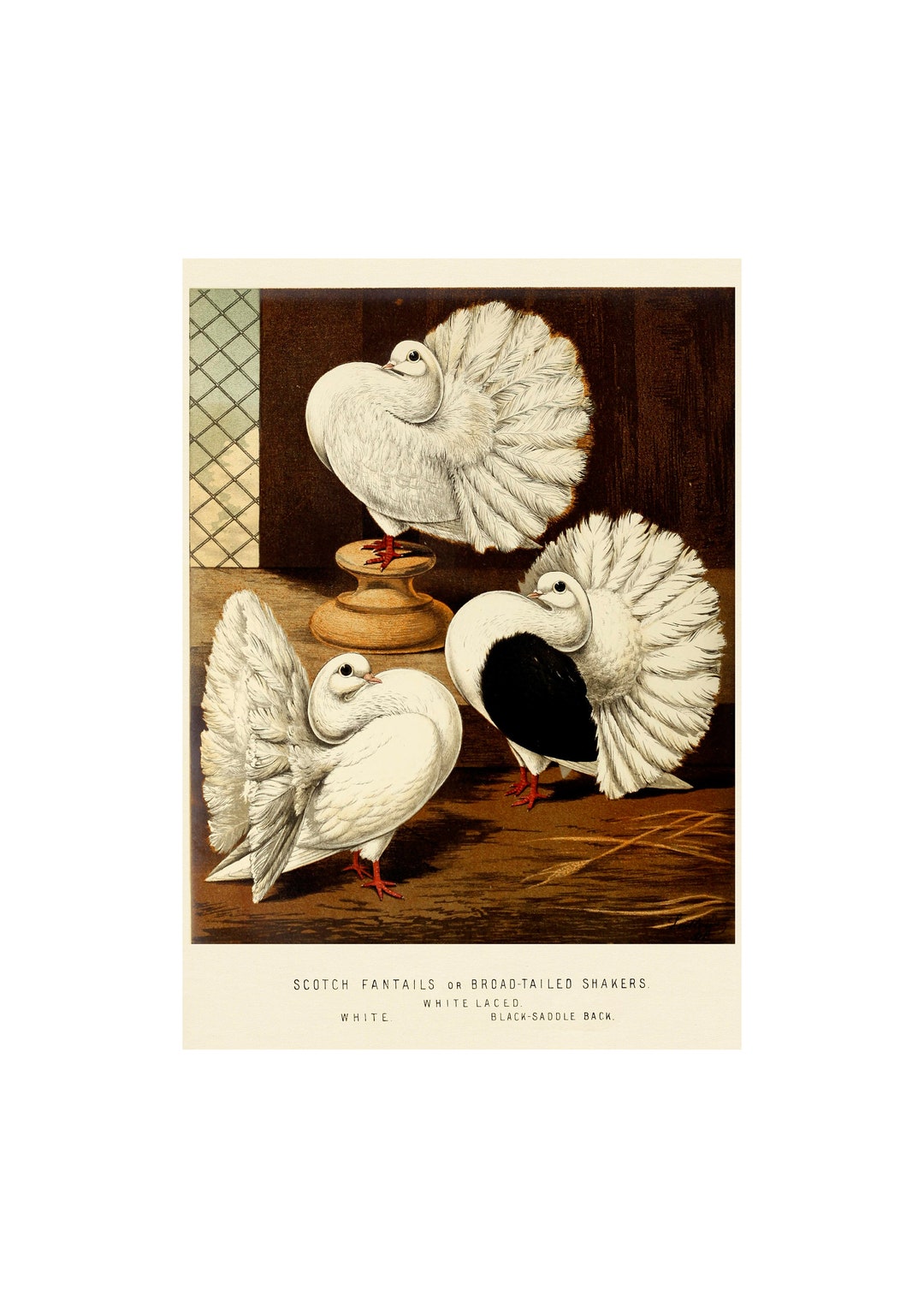 SHAKER PIGEONS - Antique Lithograph From 1880 - Framed/unframed - Etsy