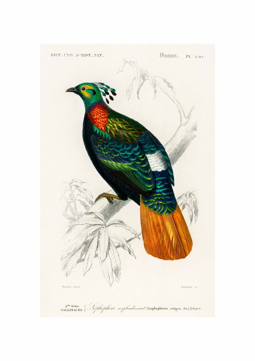 Himalayan Monal - Vintage Print by Charles Dessalines D' Orbigny - A2 ...