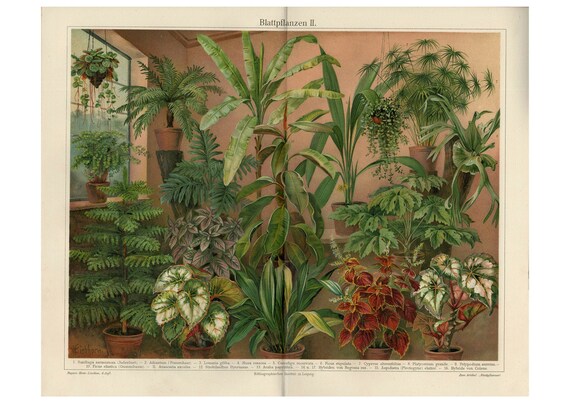 Houseplants Fine Art Print Antique Lithograph | Etsy