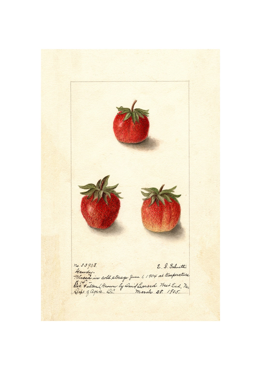STRAWBERRY Antique Lithograph Giclee Print Framed/unframed - Etsy