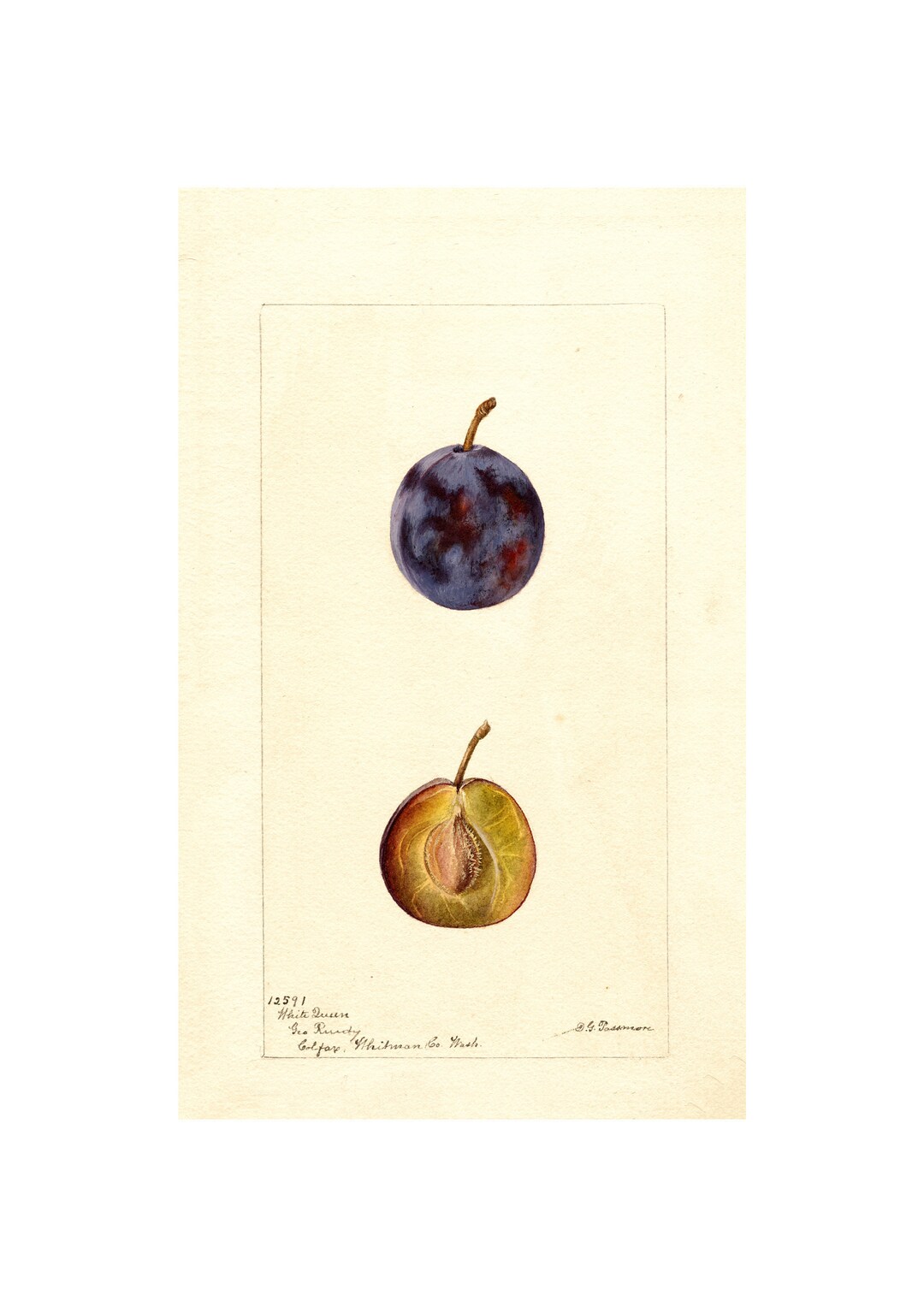Pomological Watercolor Collection : Damson Plum (c. 1886-1916) - Giclee ...