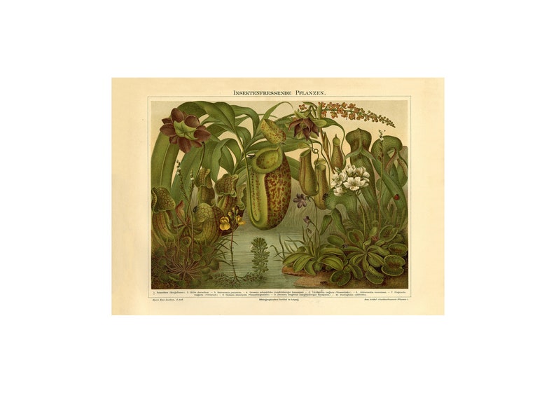Insect Eating Plant Fine Art Print Antique Lithograph - Etsy