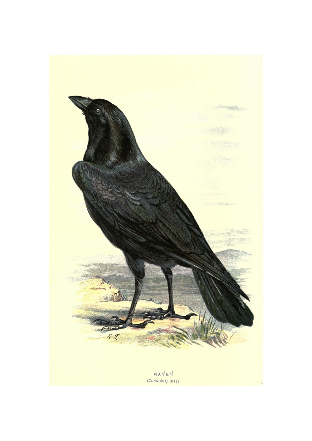 RAVEN - Antique Lithograph - Giclee Print - Framed/unframed - Etsy