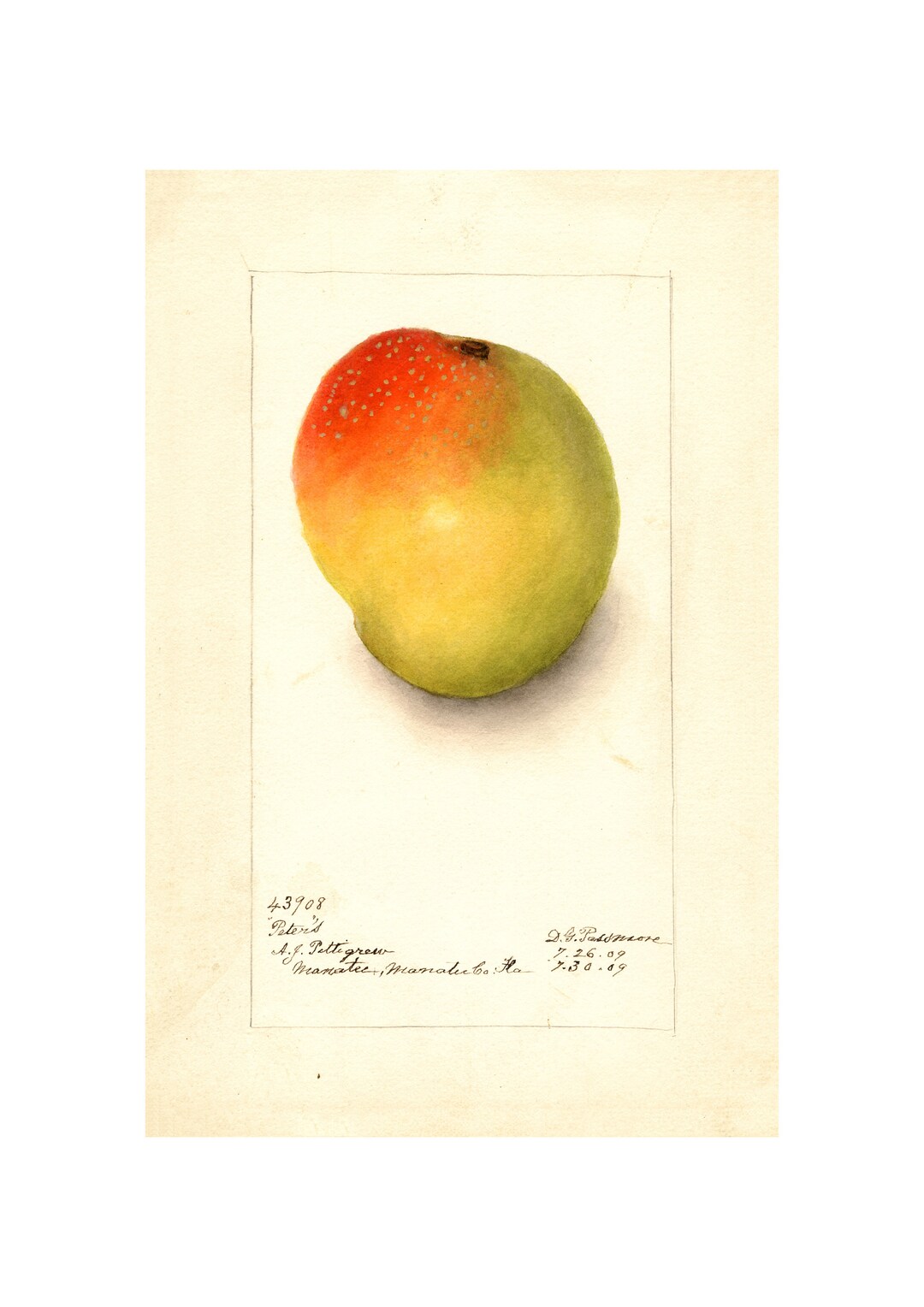 Pomologisches Aquarell Kollektion: Mango (c. 1886-1916) - Giclee Fine ...