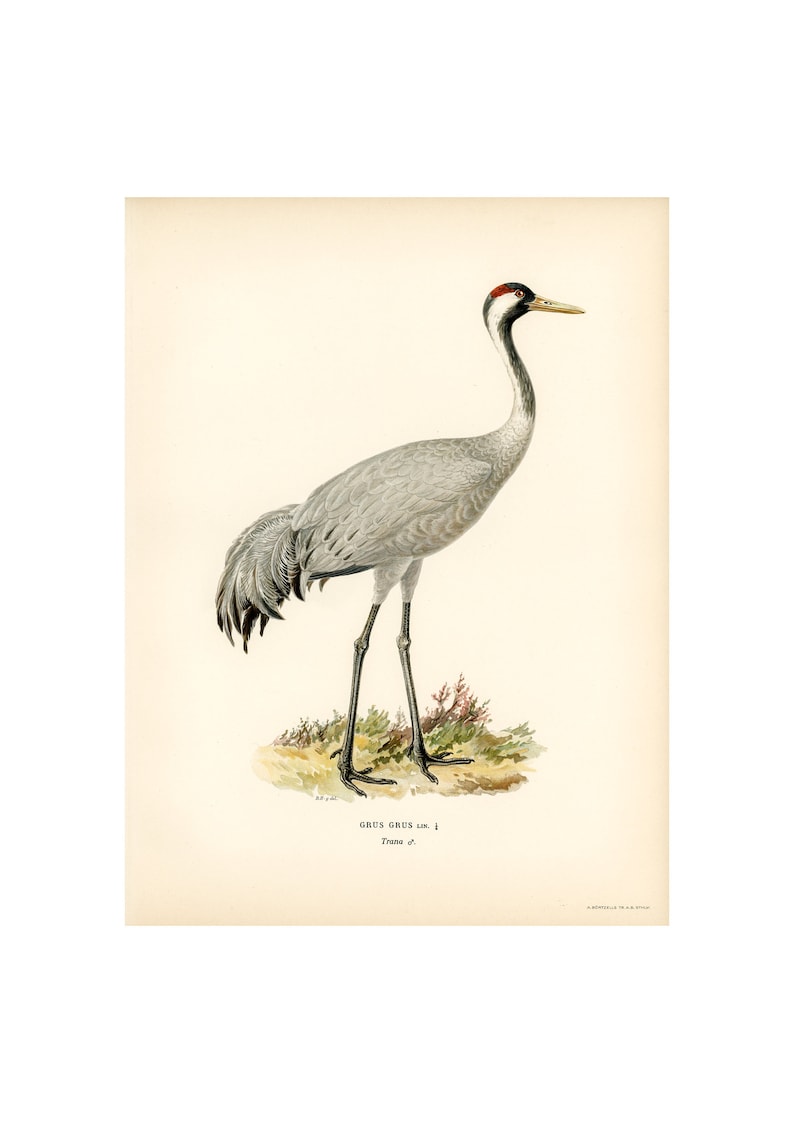 Common Crane Fine Art Print - Antique Lithograph From 1927 - A3/A4 ...