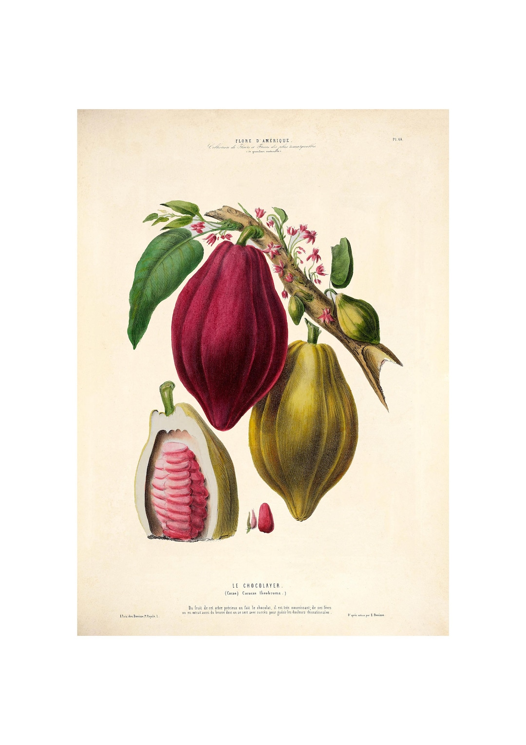 Chocolate Plant Cacao Tree Old Botanical Fine Art Print - Framed ...