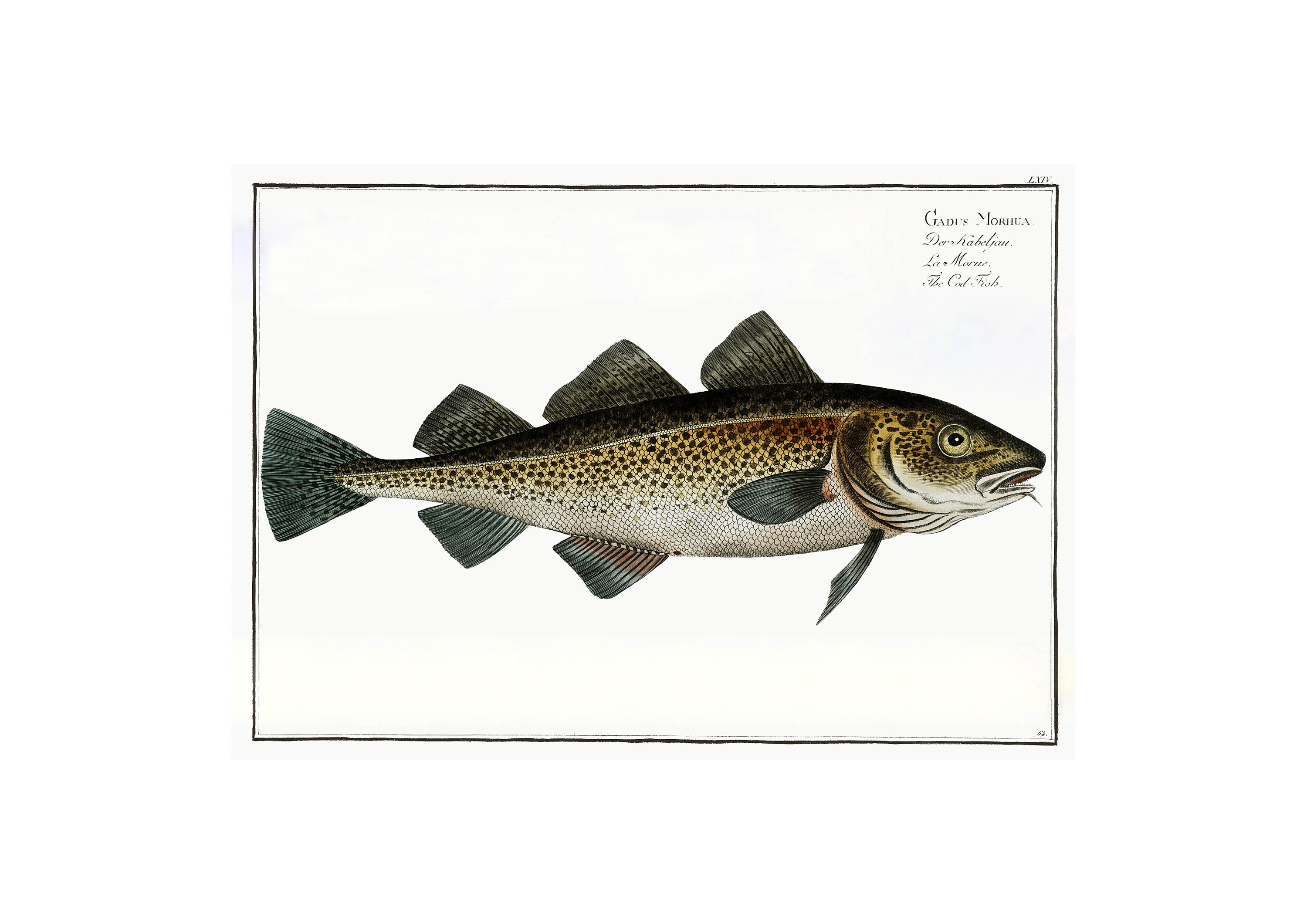 Cod Fish Antique Lithograph Giclee Print Framed/unframed - Etsy UK